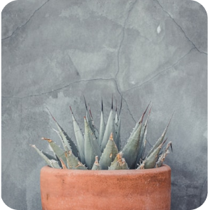 Be Free Rose Water Mousse | Be Kekoa